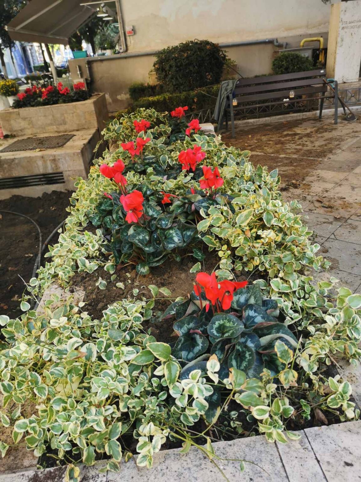 Ξεκίνησαν οι χειμερινές ανθοφυτεύσεις στο Δήμο Αμπελοκήπων – Μενεμένης